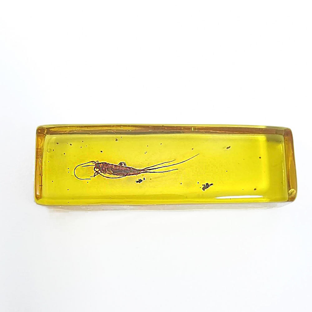 Natural Amber Rectangular Shape Stone With Insects – Amber Alex Jewelry